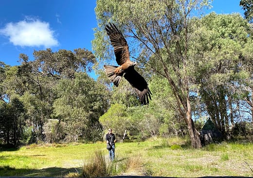 Capes Raptor Centre – Looksi