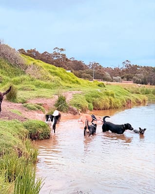 Furry Fit Margaret River – Looksi